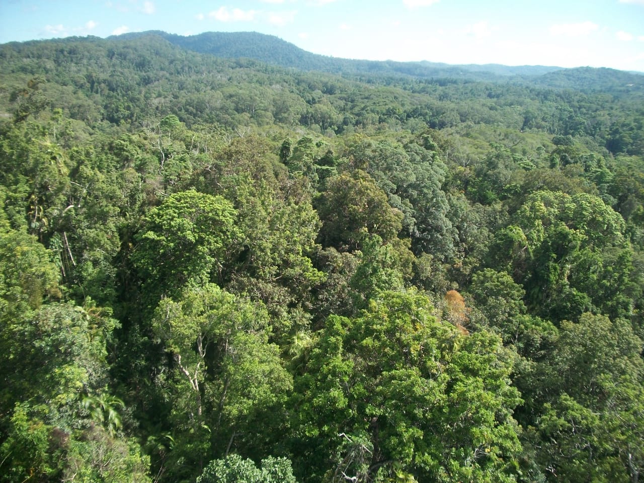 Reforestation and afforestation for restoring forest cover