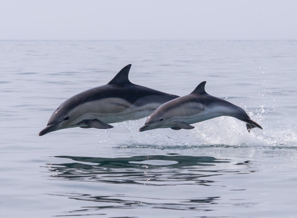 India's Project Dolphin to conserve riverine dolphins