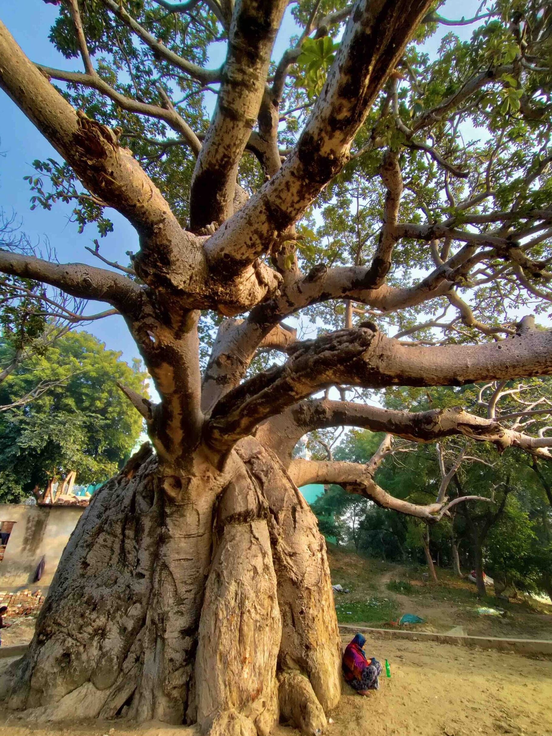 Baobab tree in Prayagraj is one of the Oldest Trees in India