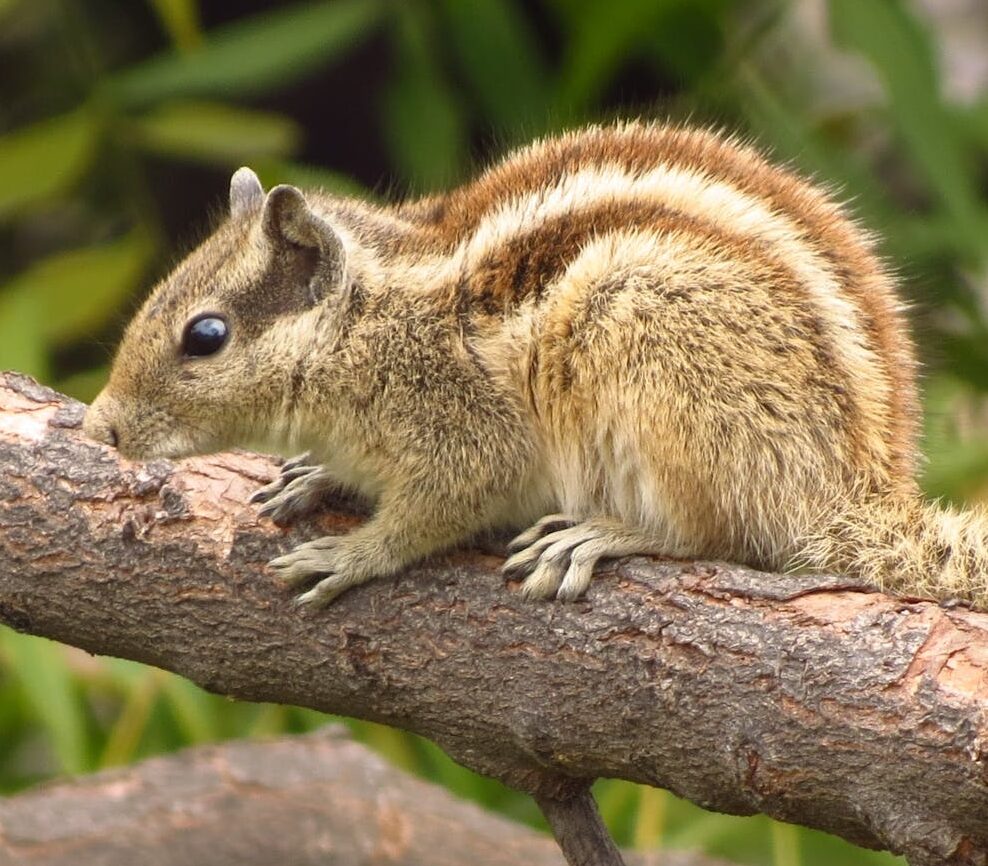 Importance of Rodent Family in the Ecosystem