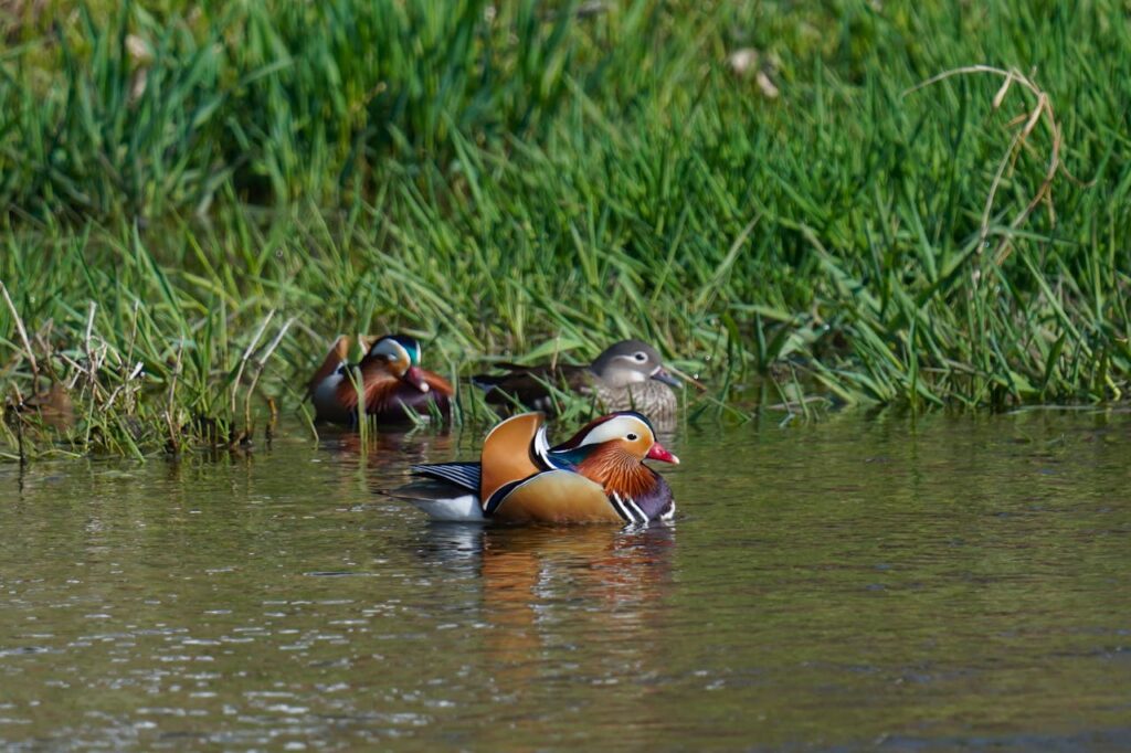 Ramsar Wetlands in Madhya Pradesh